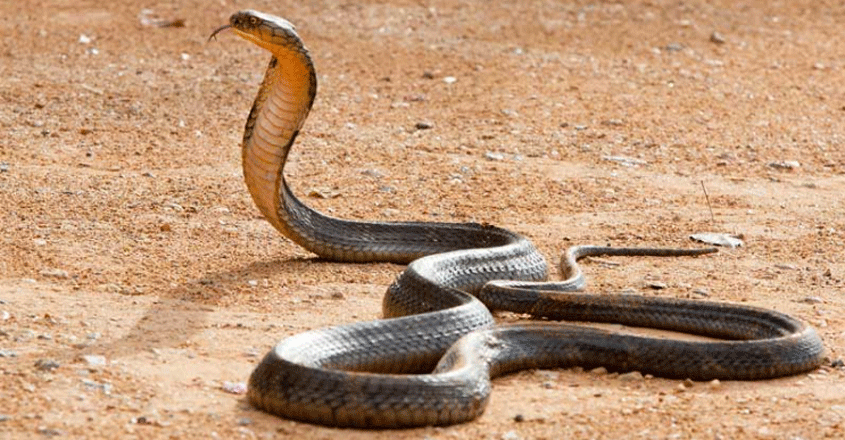 പാമ്പുപിടിത്തത്തിനും സർട്ടിഫിക്കറ്റ് | snake catchers licence ...