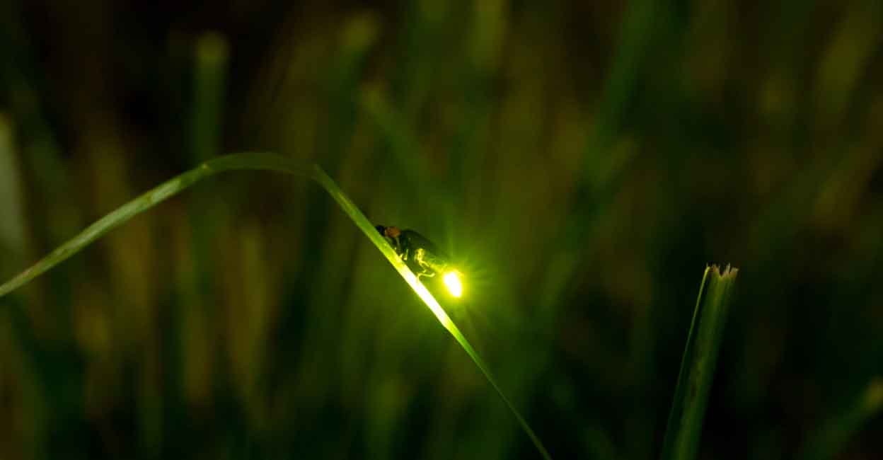 മിന്നാമിനുങ്ങ് - അനീഷ് ആശ്രാമം എഴുതിയ കവിത – Malayalam Poem ...