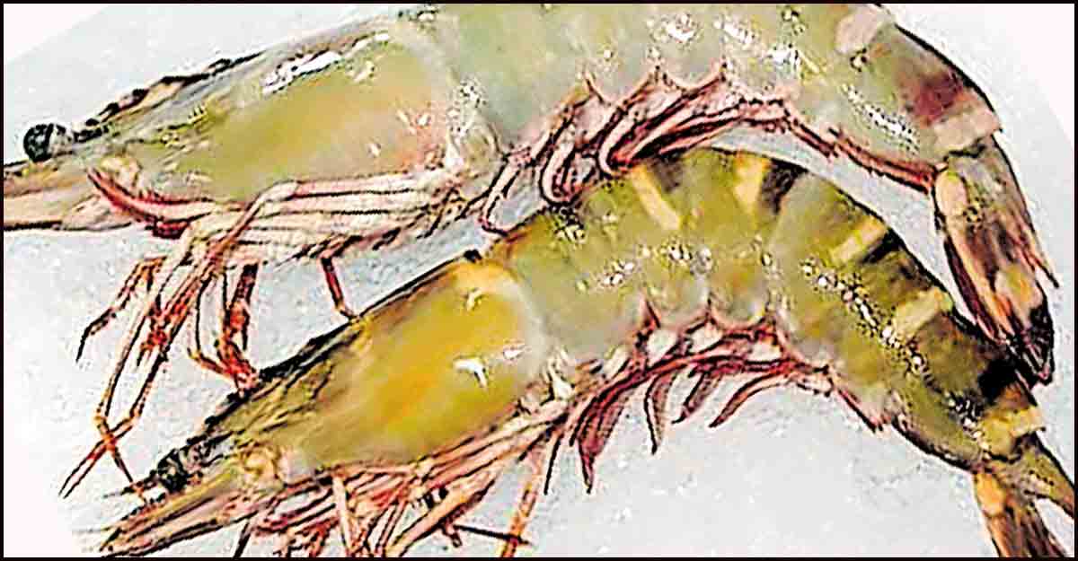 കാരച്ചെമ്മീന് ക്ലീൻ ചിറ്റ് | Carp Shrimp | Shrimp | fish | fish export ...