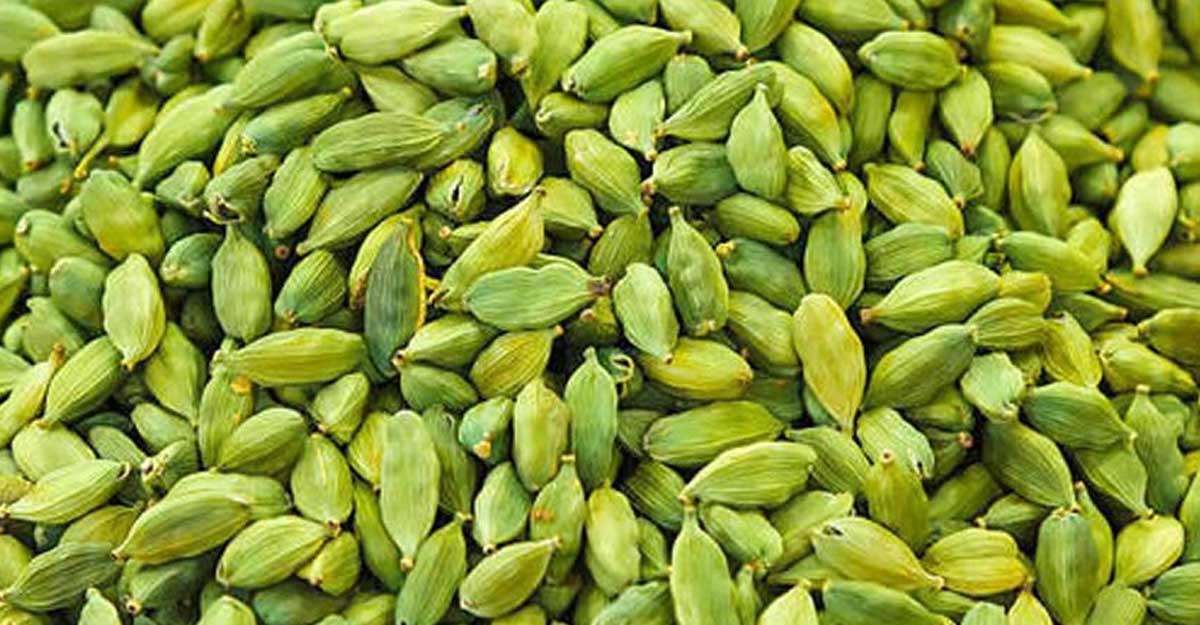 ഏലം ലേലത്തിന് കർഷകരുടെ കമ്പനികൾ | cardamom | cardamom palntation ...