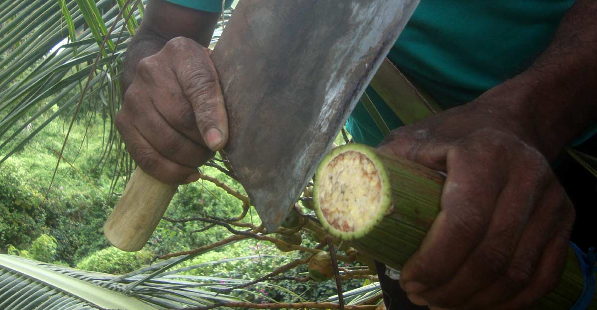 103 കോടി പാഴായി, കണ്ണുനീരായി നീര | Neera | Toddy | coconut | coconut ...