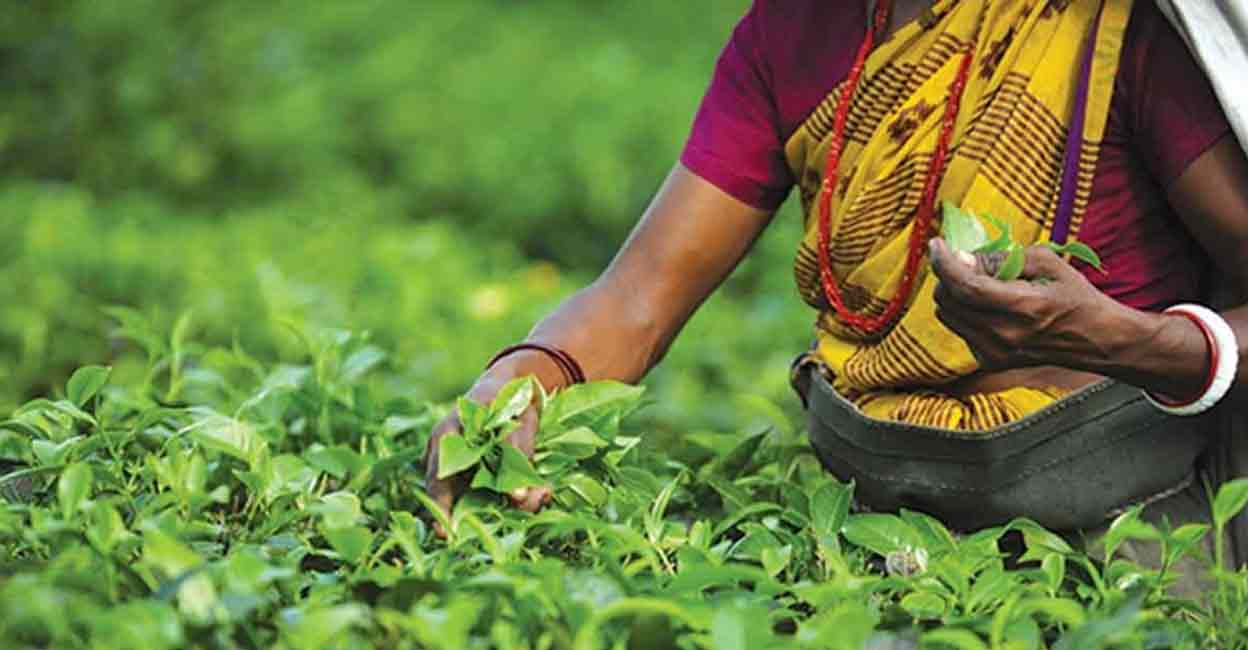 ഉപാസി സമ്മേളനം തുടങ്ങി - United Planters Association of Southern India ...