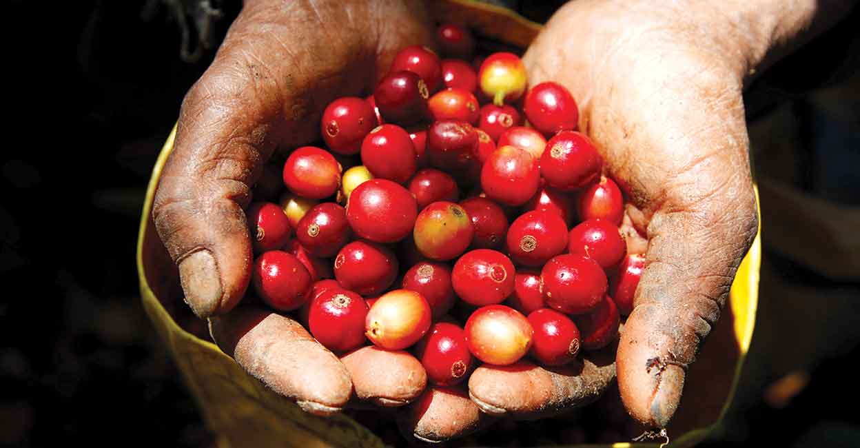 കാപ്പിക്ക് നല്ലകാലം; കർഷകർക്കു കഷ്ടകാലം- Good time for coffee | Hard ...