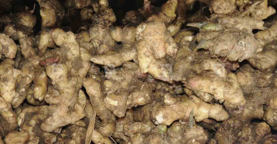 ഇഞ്ചിക്കു പൊന്നുംവില- Ginger | Price hike | Manorama News | Manorama Online