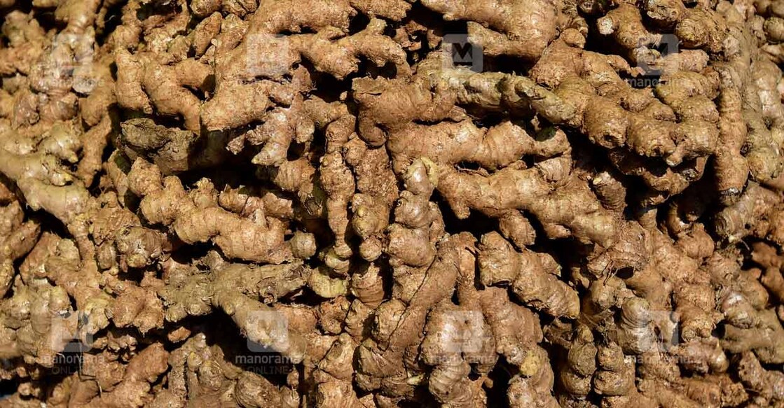 പിടിതരാതെ ഇഞ്ചി- ginger | price hike | Manorama News | Manorama Online