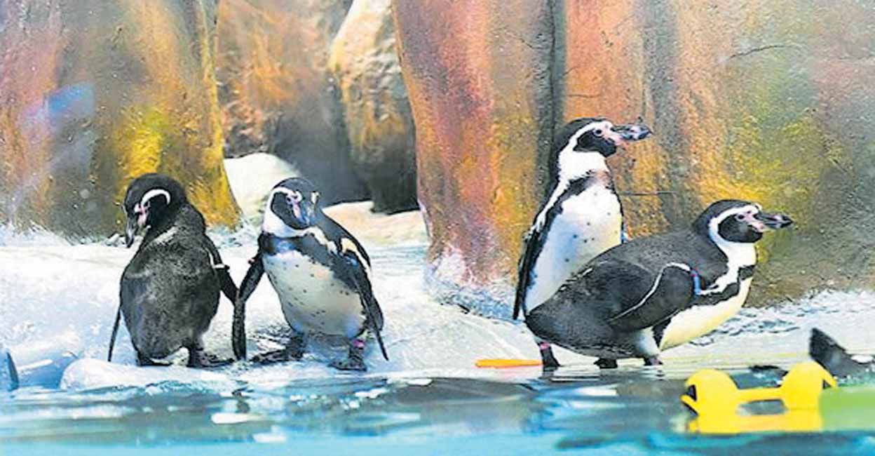 കമ്പം, കടന്നുപോയാൽ... | Penguin Mumbai | Manorama Online