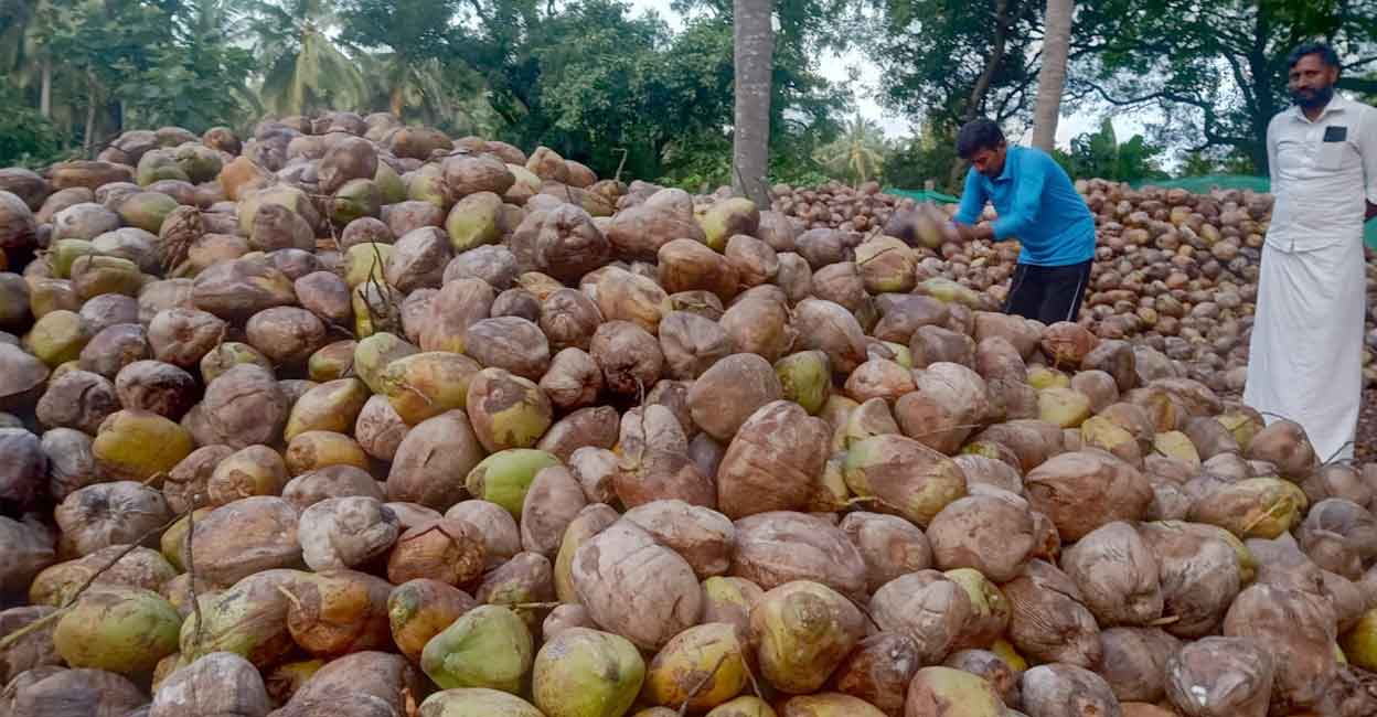 കേരളം തമിഴ്നാട്ടിൽ | Tamil Nadu Agriculture sector | Coconut farm ...