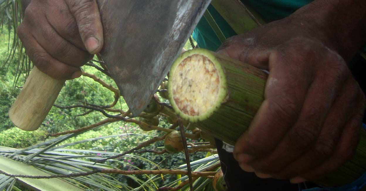 നീര: നിരാശയുടെ ചുരുക്കെഴുത്ത് | coconut | neera | toddy | coconut ...