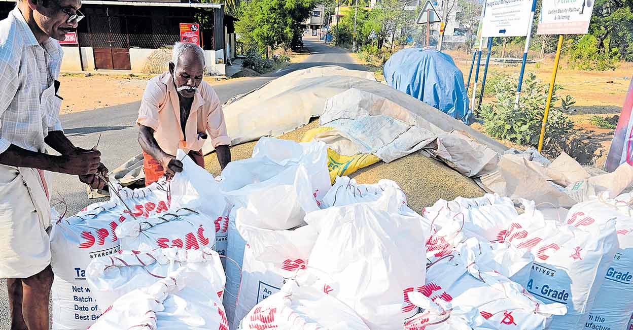 വിളഞ്ഞതെല്ലാം ‘വായ്പ’ പറഞ്ഞതെല്ലാം പതിര്- Writeup about paddy farmers ...