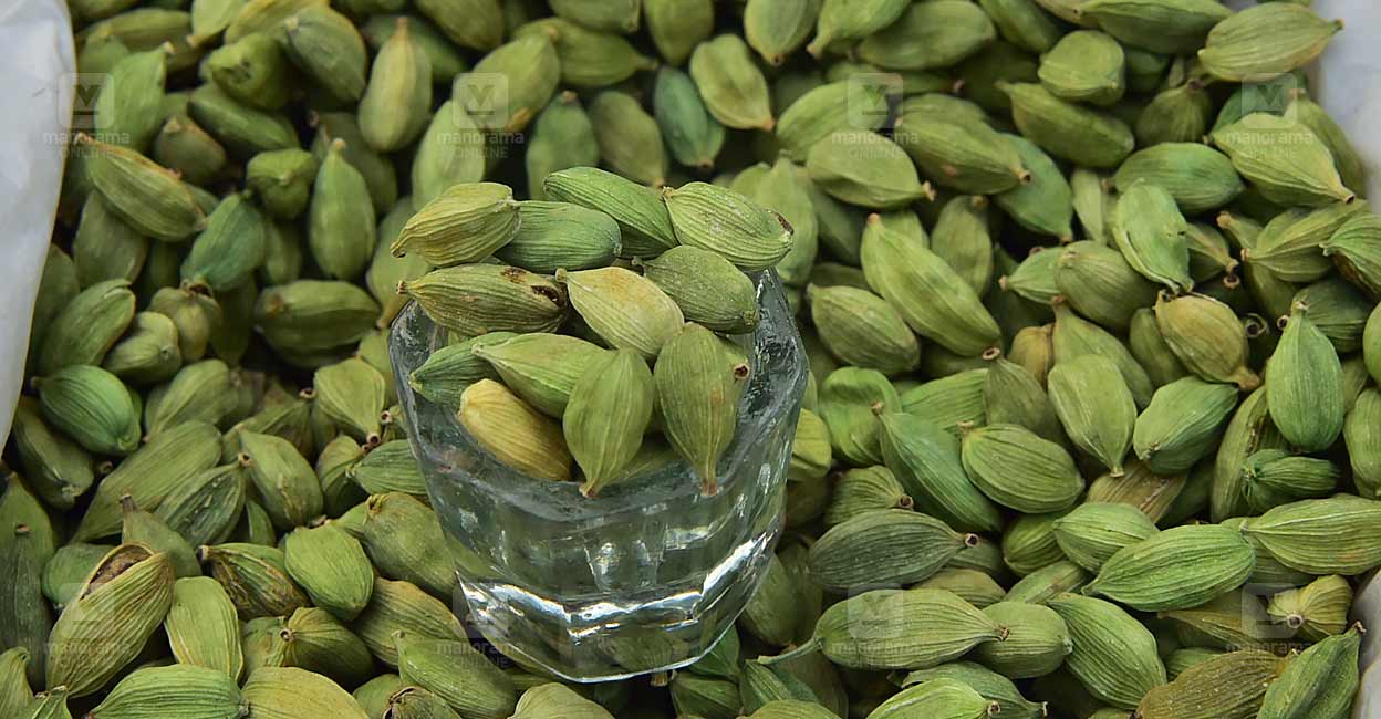 ഏലക്കൃഷി മേഖലയിലെ പ്രശ്നങ്ങൾ; ഇടപെടലിന് പുതിയ സംഘടന | Cardamom ...
