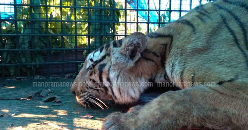 വയനാട്ടിൽ ഭീതി വിതച്ച കടുവ വനംവകുപ്പിന്റെ കെണിയിലായി | tiger | wayanad ...