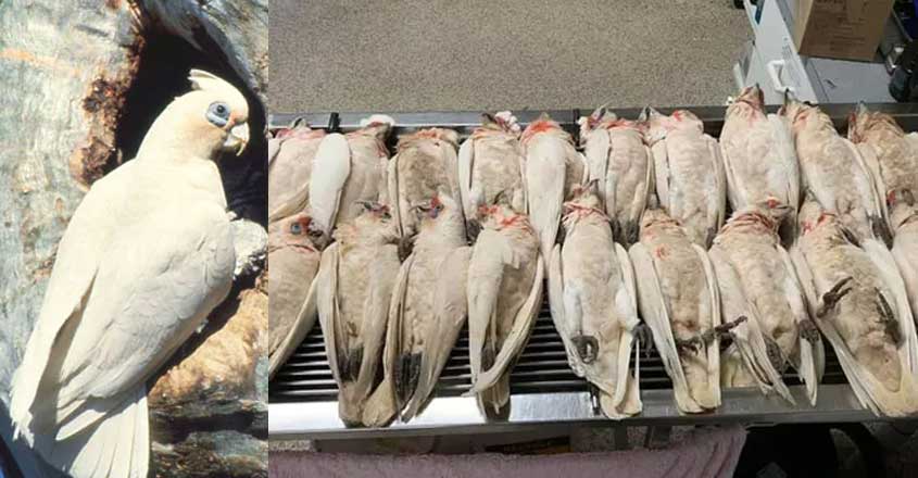 ഓസ്ട്രേലിയൻ ആകാശത്ത് പക്ഷികളുടെ കൂട്ടമരണം | Australia | Adelaide ...