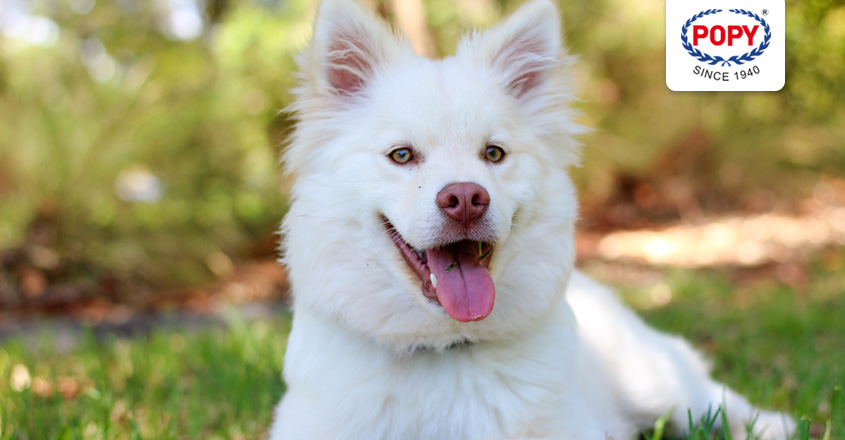 കോവിഡ് രോഗികളെ മണത്തറിയാന്‍ നായ്ക്കള്‍ക്ക് കഴിയുമോ?; പഠനവുമായി ...