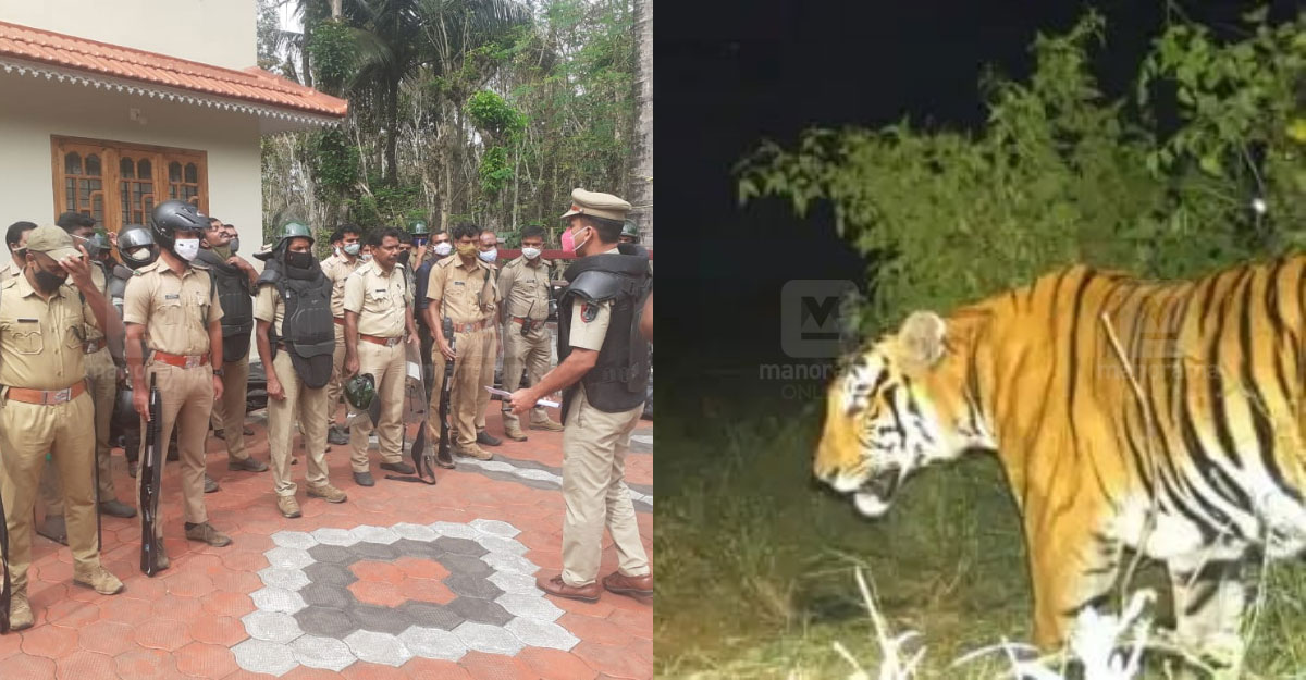 ഭയത്തിൽ ഉറക്കമില്ലാത്ത വയനാ‍ടന്‍ ഗ്രാമങ്ങള്‍ | Tiger | Wayanad ...