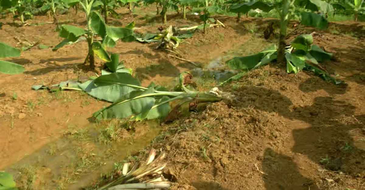 സർക്കാരിന്റെ താങ്ങുവില പ്രഖ്യാപനം കടലാസിലൊതുങ്ങി; ദുരിതത്തിൽ കര്‍ഷക ...