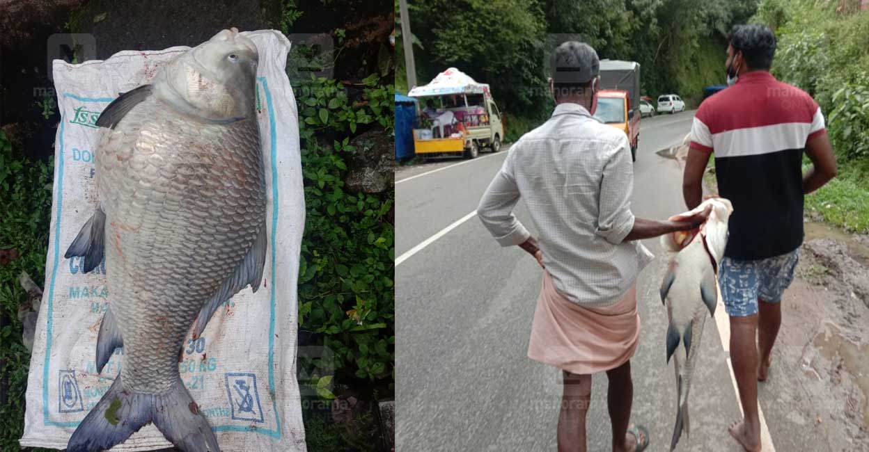 അണക്കെട്ടിൽനിന്ന് ഭീമൻ മത്സ്യങ്ങൾ; ആറ്റിലേക്ക് ചാടി യുവാക്കൾ– വിഡിയോ ...