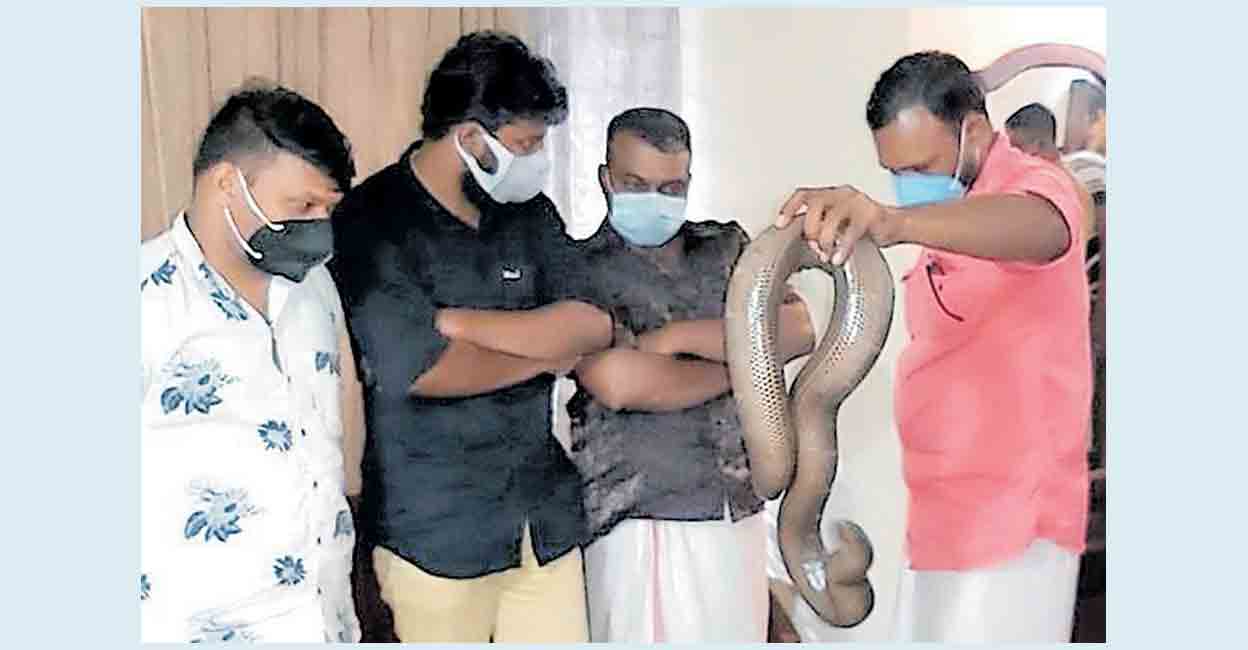 ഇരുതലമൂരിയുമായി 4 പേർ പിടിയിൽ | Crime News | Manorama News