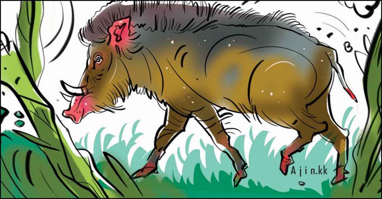 ക്ഷുദ്രജീവിയായി പ്രഖ്യാപിച്ചാൽ കൊ‍ല്ലാം, ഇറച്ചി ഉപയോഗിക്കാം | Wild boar ...