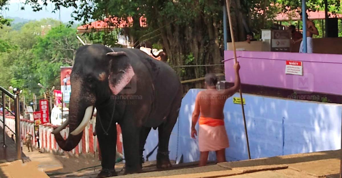 അങ്ങാടിപ്പുറത്ത് എഴുന്നള്ളിപ്പിന് എത്തിച്ച ആന ഇടഞ്ഞു; പാപ്പാന് പരുക്ക് ...