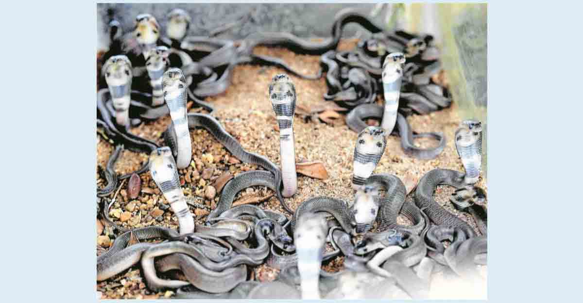 മൂർഖൻ കുഞ്ഞുങ്ങൾ; ഒന്നല്ല, 35 | Snake | Manorama News