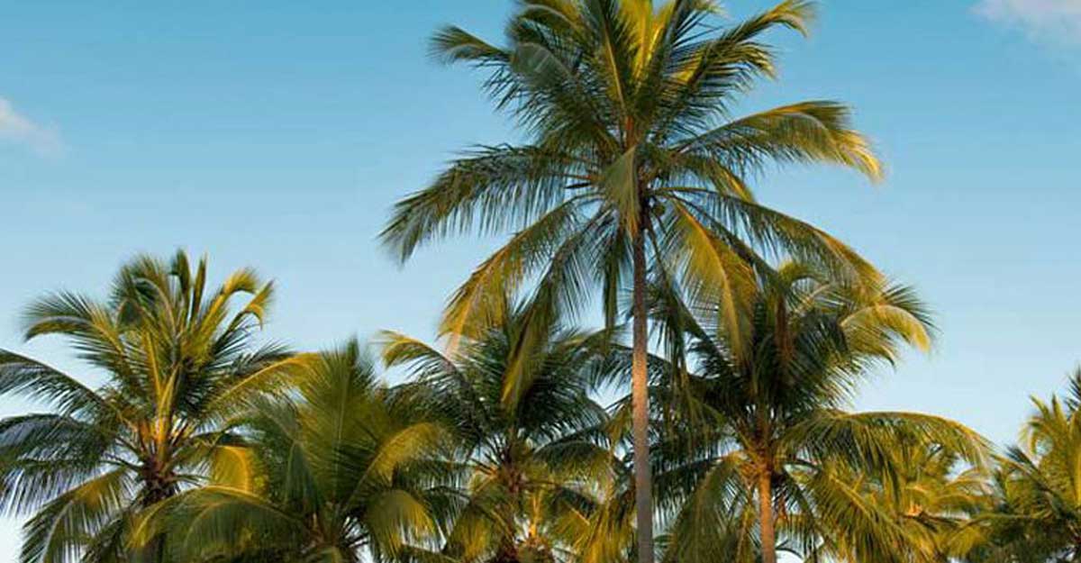 തെങ്ങിൻതൈ വിതരണം പാളി; ‘കേരസമൃദ്ധി’ കൃഷിഭവനുകളിൽ- Kera Samrudhi ...