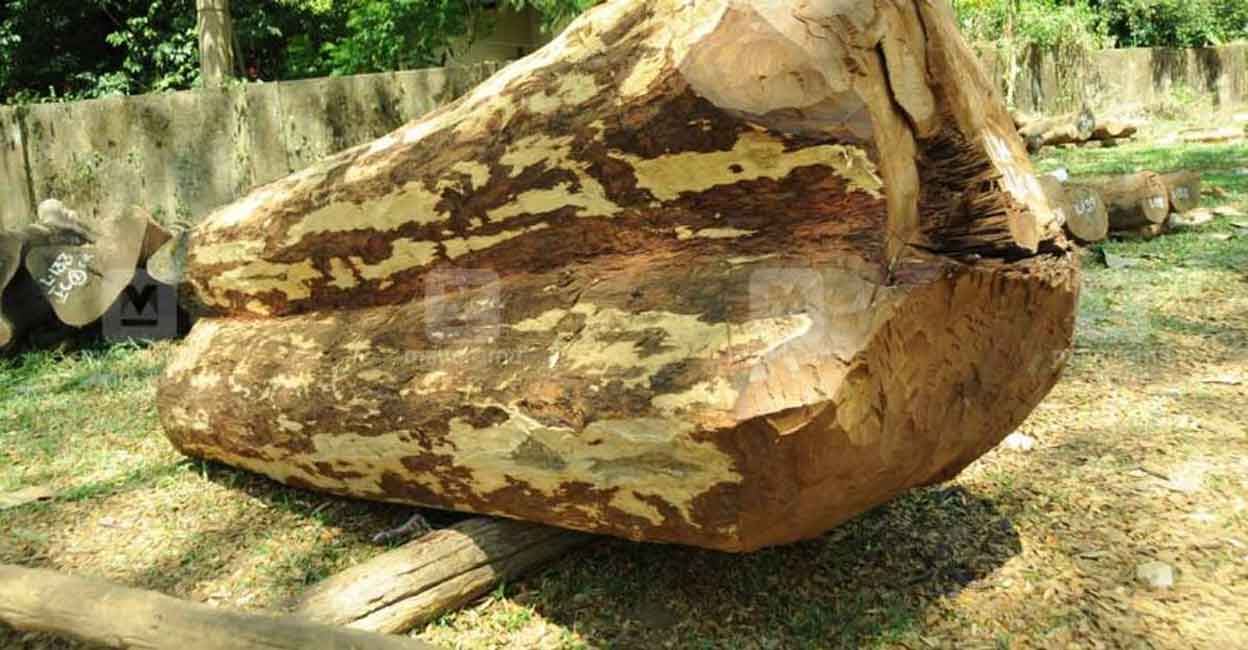 മുട്ടിൽ മരംമുറി കേസ്: മുറിച്ചുകടത്തിയത് നൂറ്റാണ്ടുകൾ പഴക്കമുള്ള 104 ...