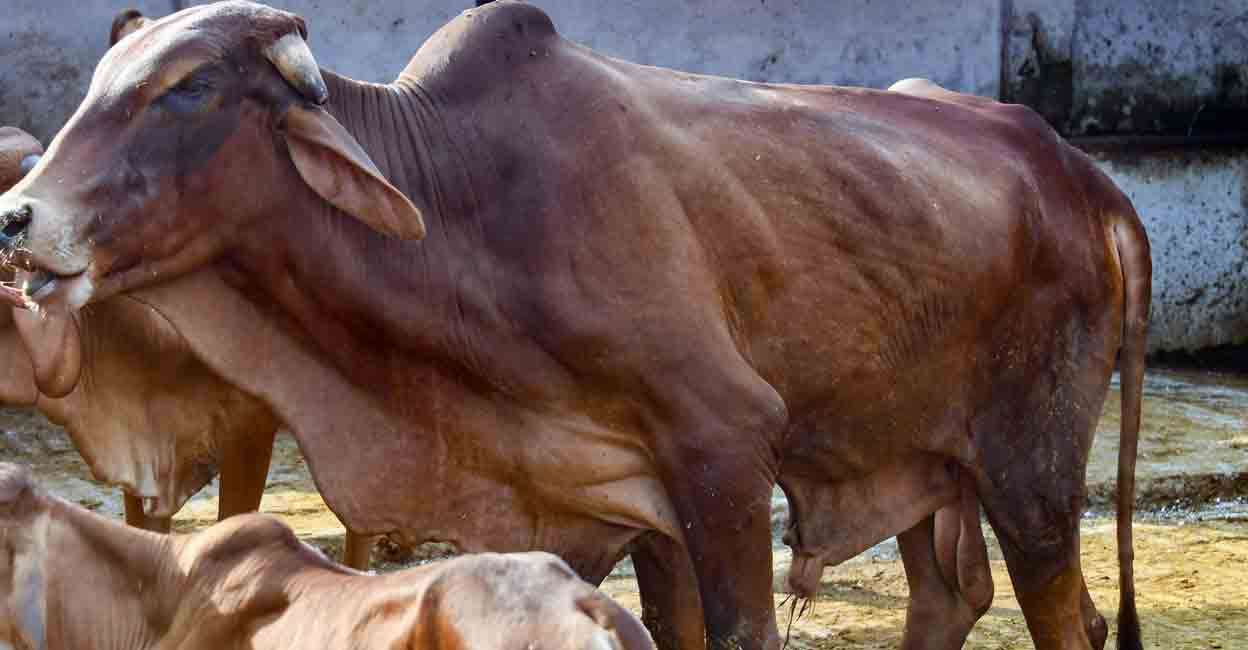 അസം പശുസംരക്ഷണ നിയമം: എൻഡിഎയിലും എതിർപ്പ് | Assam | Cow protection bill ...