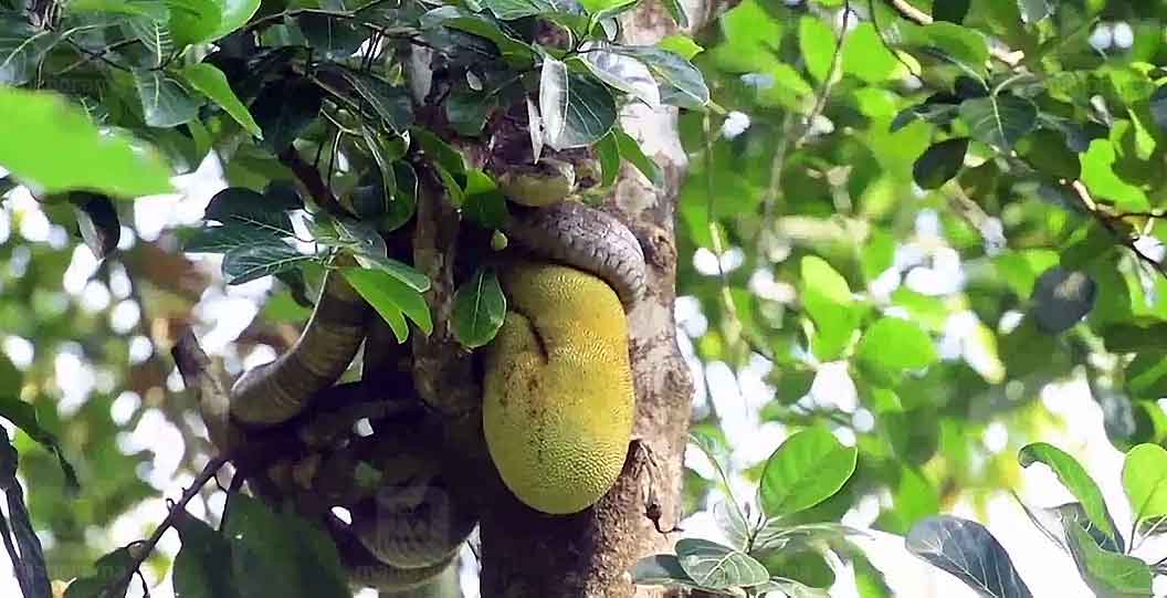 രാജവെമ്പാല കടിച്ചാൽ പ്രതിവിധിയെന്ത്? | King Cobra | Anti Venom ...
