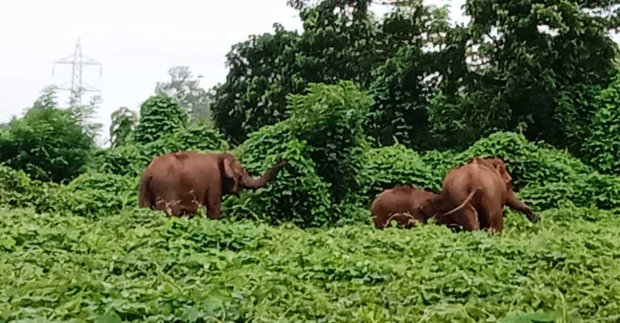 തെന്മലയില്‍ കുട്ടിയുമായി നാട്ടിലിറങ്ങി കാട്ടാനകള്‍ | Wild Elephant ...