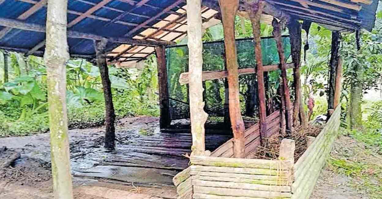 ചീരാലിൽ ഒരു മാസത്തിനിടെ കടുവ കൊന്നത് 9 പശുക്കളെ - Tiger Attacks in ...