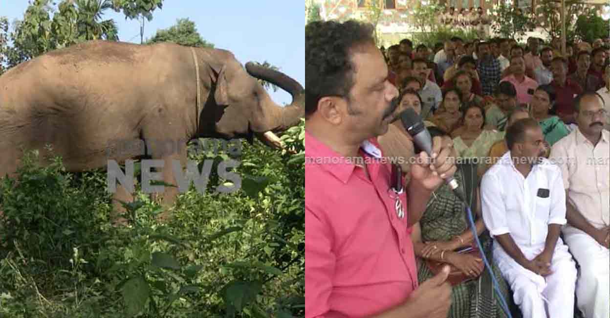 കടുവയ്ക്കായി കുങ്കിയാനകളുടെ സഹായത്തോടെ തിരച്ചില്‍ - Wayanad Tiger ...