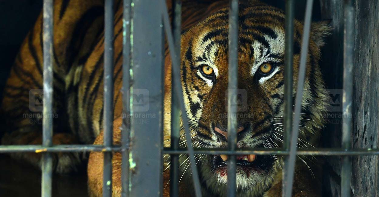 കണ്ണൊന്നു തെറ്റി, കടുവപ്പല്ലിൽ കുരുങ്ങി പശു; ചീരാലിന്റെ, ഭീതി നിറഞ്ഞ ...