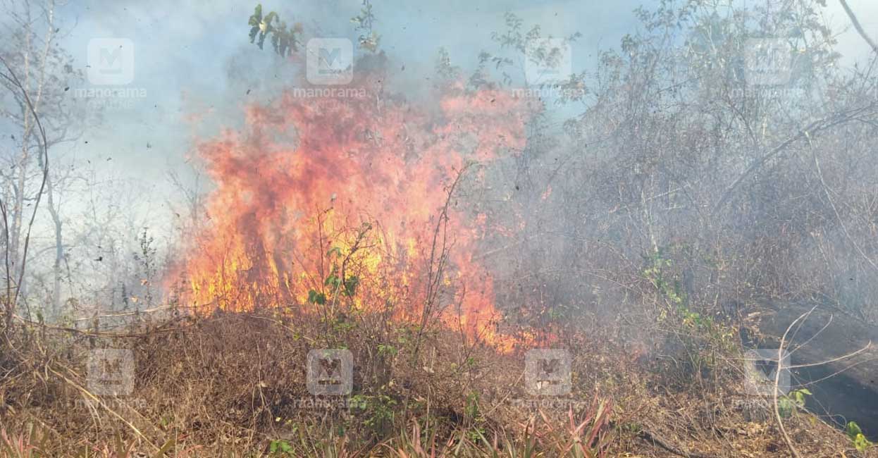 കുടുക്കപ്പാറയ്ക്ക് സമീപം വീണ്ടും തീപിടിത്തം; 4 ഏക്കറിലെ കൃഷി നശിച്ചു ...