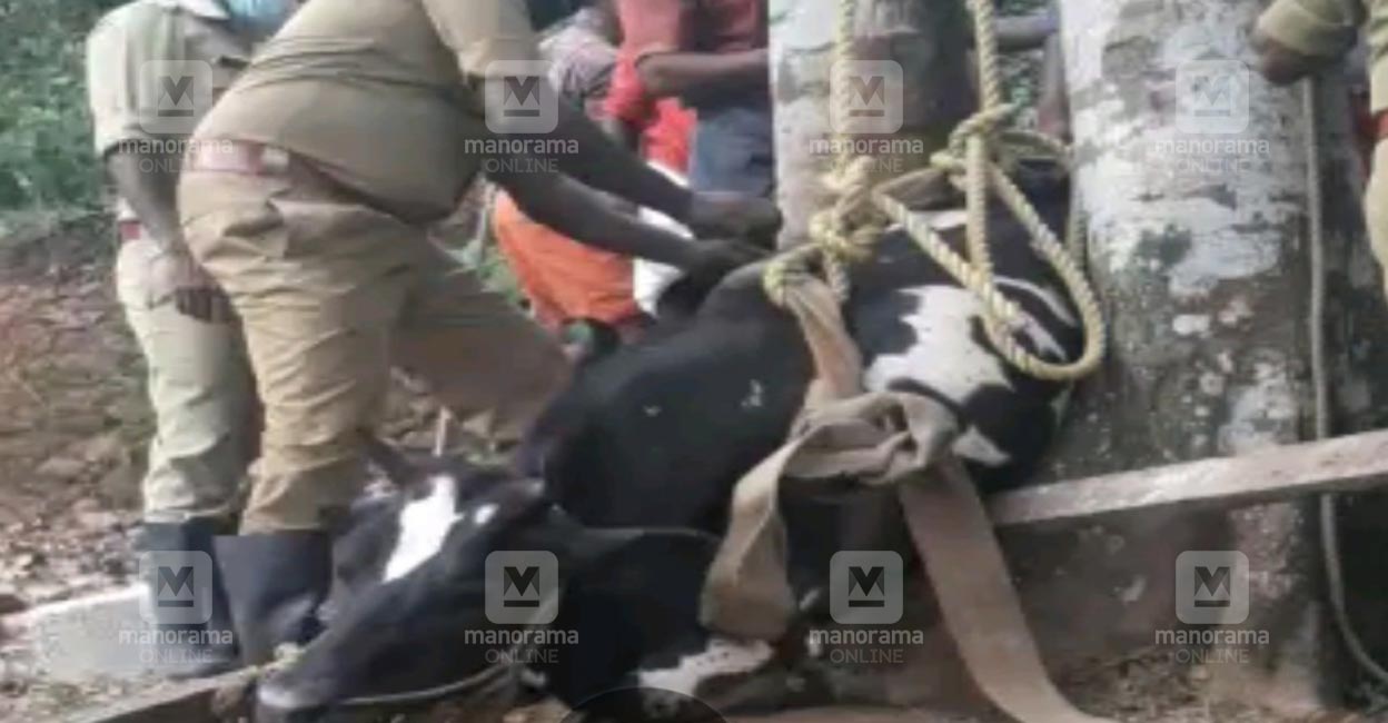 മരത്തിനിടയിൽ കുടുങ്ങിയ പശുവിനെ അഗ്നിരക്ഷാസേന രക്ഷപ്പെടുത്തി | Manorama ...