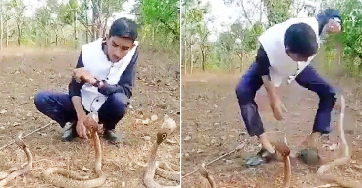 മൂന്ന് മൂർഖന്റെ മുന്നിലിരുന്ന് യുവാവിന്റെ അഭ്യാസം: ഒടുവിൽ...;വിഡിയോ | Karnataka| Cobra| Viral ...