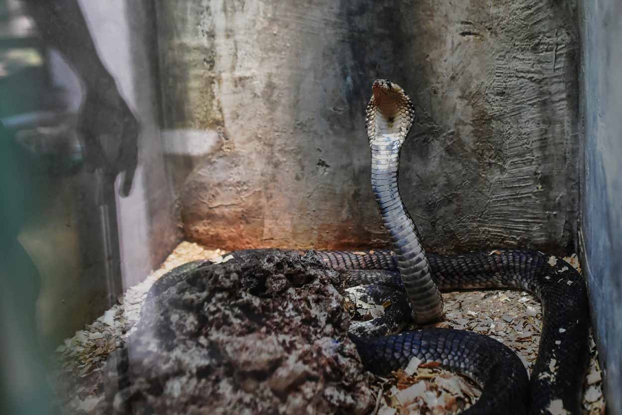 കടിച്ചാലുടൻ മരണം, എന്നിട്ടും കെനിയ എന്തിനിത് ചെയ്യുന്നു- Kenya Snake ...