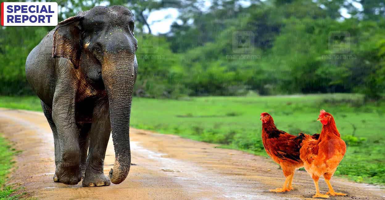 കോഴിയും ഈച്ചയും പൂച്ചയും വരെ ‘ഭീകരജീവി’; തിരുപ്പതിയിൽ ആന പകച്ചത് ...