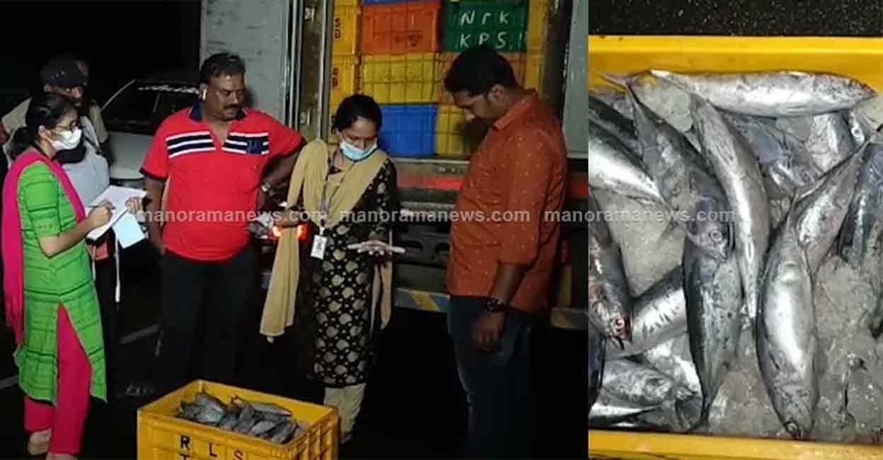 ആര്യങ്കാവില്‍ 10,750 കിലോ പഴകിയ മല്‍സ്യം പിടിച്ചു - 10,750 KG Rotten ...