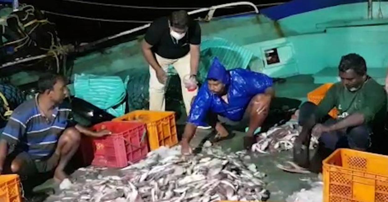 ബോട്ടിൽനിന്ന് ലേലത്തിനായി ഇറക്കിയത് പഴകിയ മീൻ; 500 കിലോ നശിപ്പിച്ചു ...