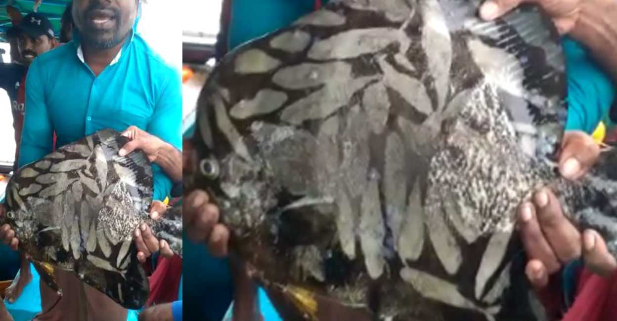 ദേഹമാകെ മീൻചിത്രങ്ങളുമായി ഭീമൻ പയന്തി; ‘25 വർഷമായി കടലിൽ പോകുന്നു ...