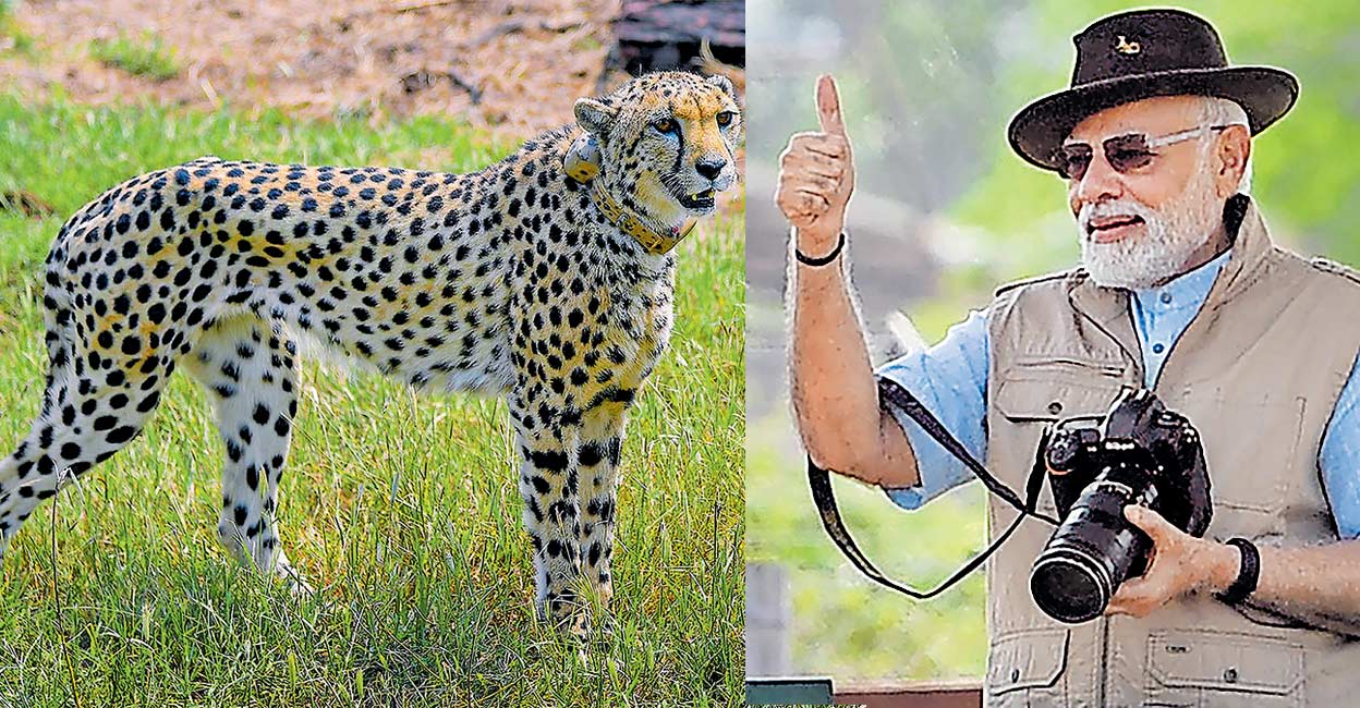 പേരിൽ പാരമ്പര്യം തുളുമ്പണം: ചീറ്റകൾക്ക് പേരിടാൻ മത്സരം- PM Modi| Mann ...