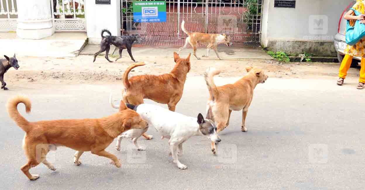 തെരുവുനായ: കോഴിക്കോട് ജില്ലയിൽ 11 ഹോട്സ്പോട്ടുകൾ | Stray Dog Rescue ...