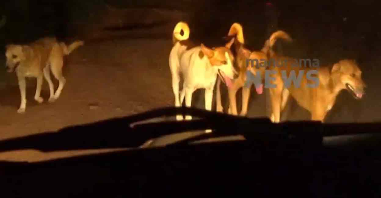 കണ്ണൂരിൽ തെരുവുനായ ആക്രമണത്തിൽ 8 പേർക്ക് പരുക്ക് - Stray Dog Menace in ...