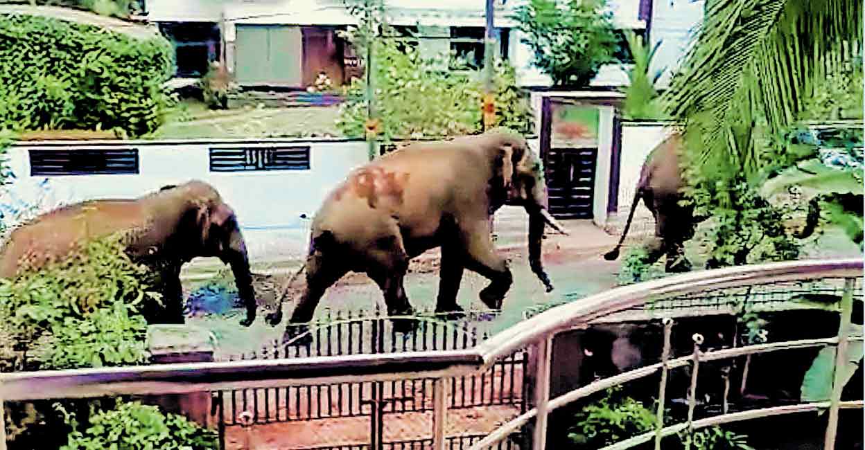 കൊമ്പനും പിടിയാനയ്ക്കുമൊപ്പം പി.ടി. ഏഴാമൻ വീണ്ടും നാട്ടിൽ - PT7 ...