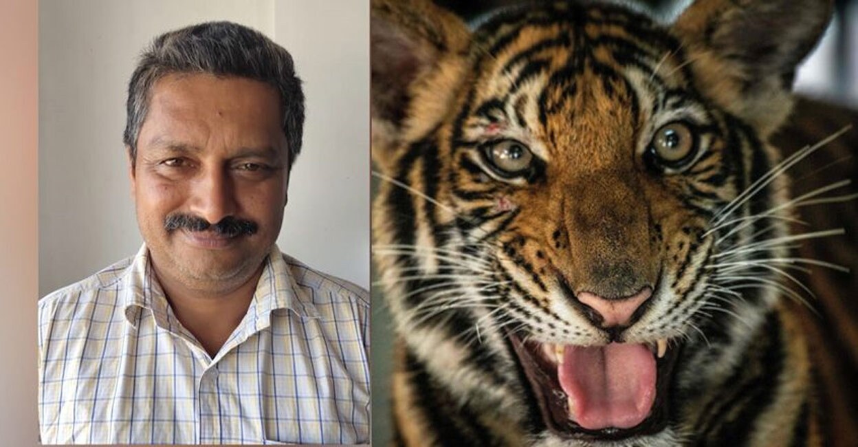 ജീവനെടുത്ത് കടുവ; വയനാട്ടിൽ കൃഷിയിടത്തിൽ കർഷകനെ ആക്രമിച്ചു കൊന്നു ...