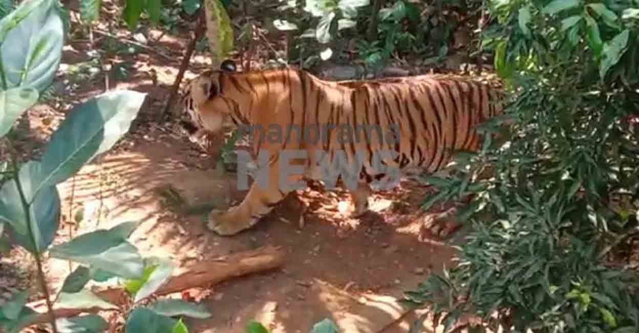 വയനാട്ടിൽ ജനവാസ മേഖലയിൽ ഇറങ്ങിയ കടുവയെ മയക്കുവെടിവച്ചു കീഴടക്കി– വിഡിയോ ...
