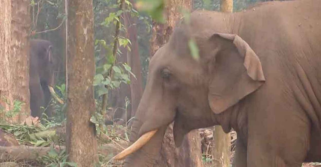 രാത്രിയോടെ ദൗത്യസംഘം എത്തും; പിടി സെവനെ പിടികൂടുന്ന നടപടികളിലേക്ക് ...