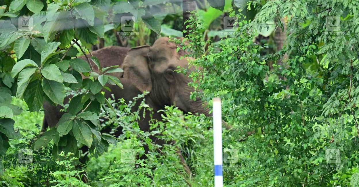 ഉളിക്കൽ ടൗണിനെ വിറപ്പിച്ച കാട്ടുകൊമ്പൻ മടങ്ങുന്നു; കർണാടക വനമേഖലയോട് ...
