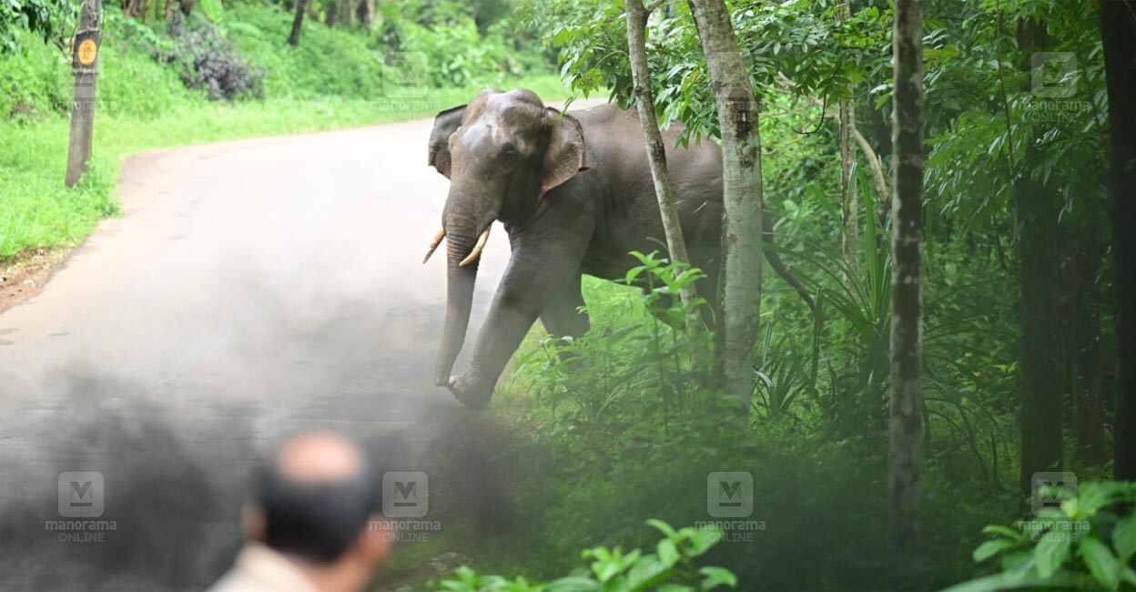 ഉളിക്കൽ ടൗണിനെ വിറപ്പിച്ച കാട്ടുകൊമ്പൻ മടങ്ങുന്നു; കർണാടക വനമേഖലയോട് ...