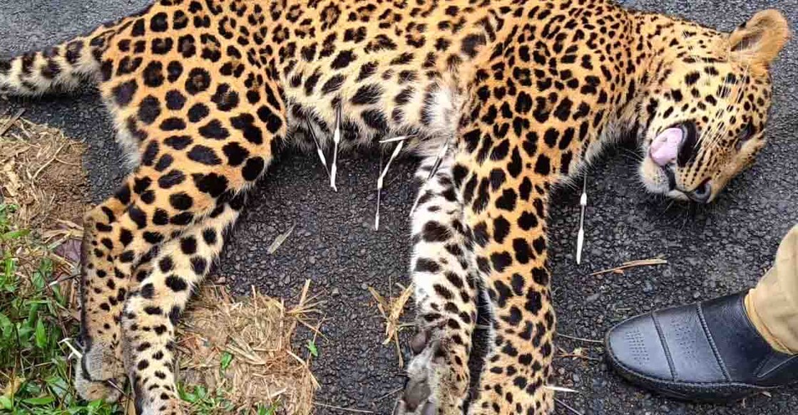 തിരുവമ്പാടി മുത്തപ്പന്‍ പുഴയിൽ പുള്ളിപ്പുലിയെ ചത്തനിലയിൽ കണ്ടെത്തി ...